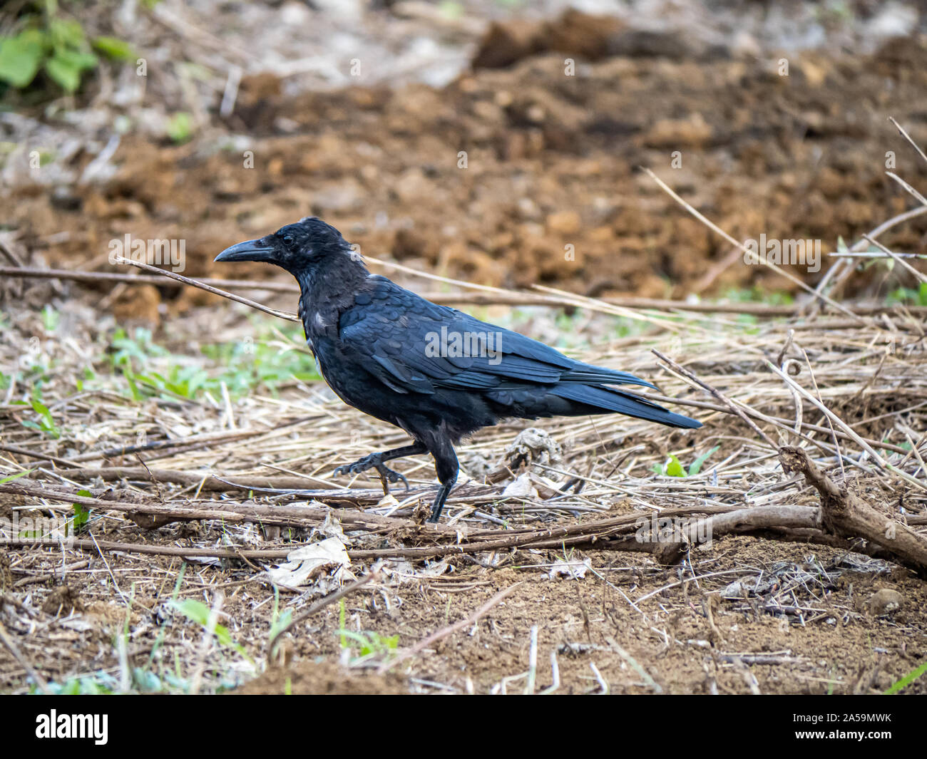 A Japanese large-billed crow, Corvus macrorhynchos japonensis, forages ...