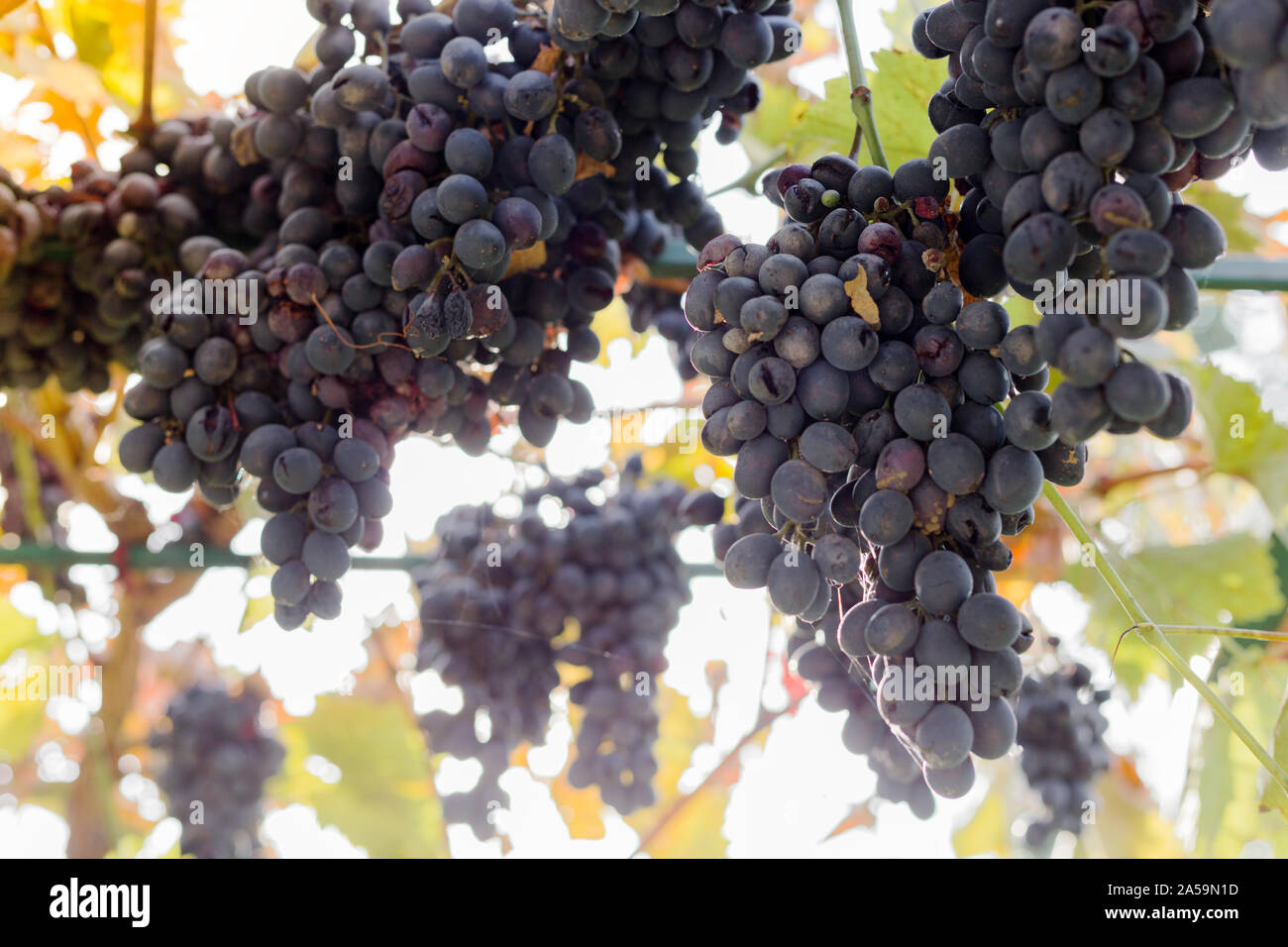 Black grapes man hi-res stock photography and images - Alamy