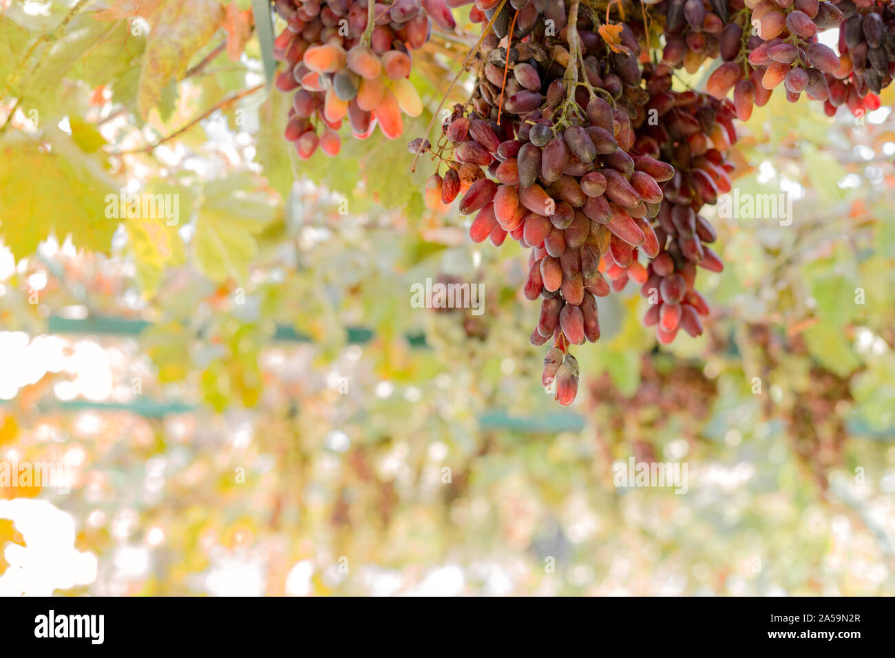 Ripe bunch of red grapes on vine. Autumn grapes harvest for food or ...