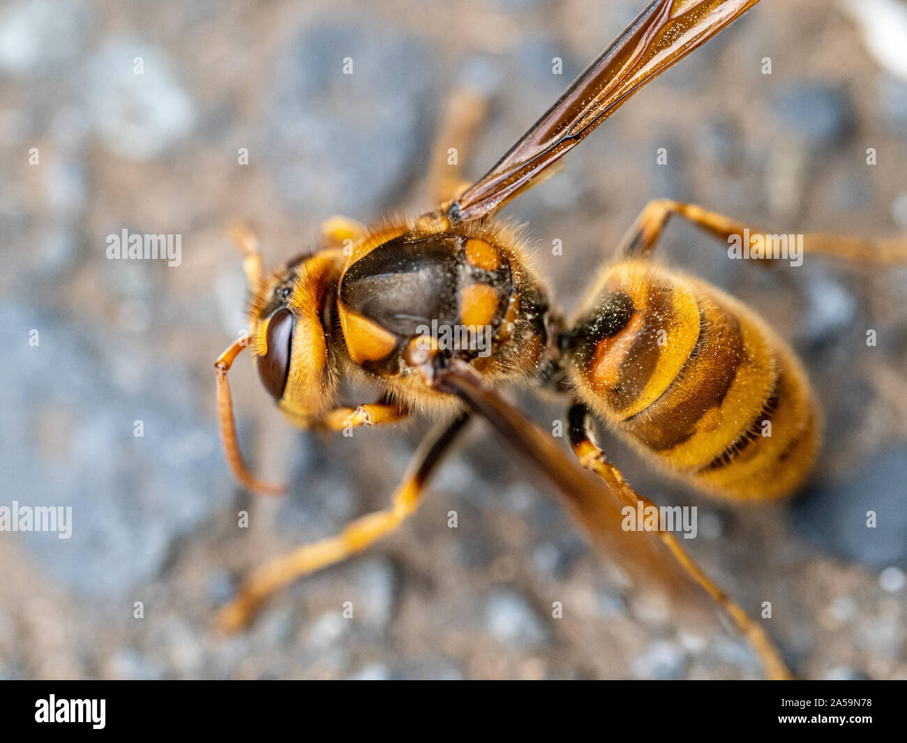 A Japanese yellow hornet, Vespa simillima xanthoptera, rests beside a ...