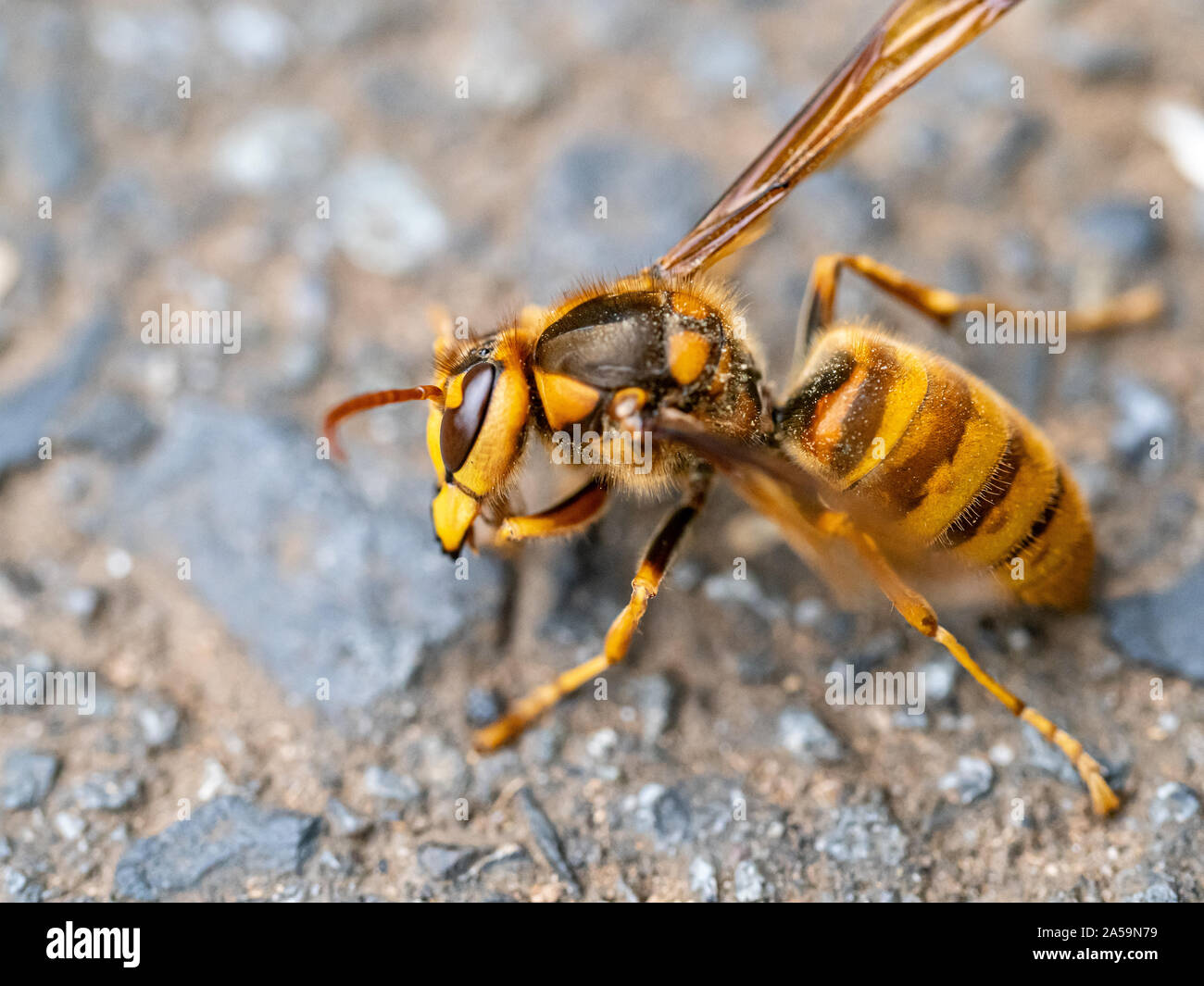 Vespa simillima xanthoptera hi-res stock photography and images - Alamy