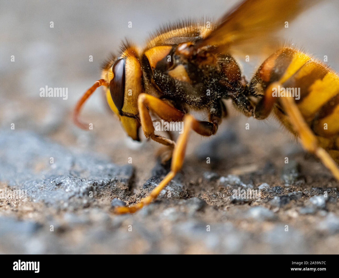 A Japanese yellow hornet, Vespa simillima xanthoptera, rests beside a ...