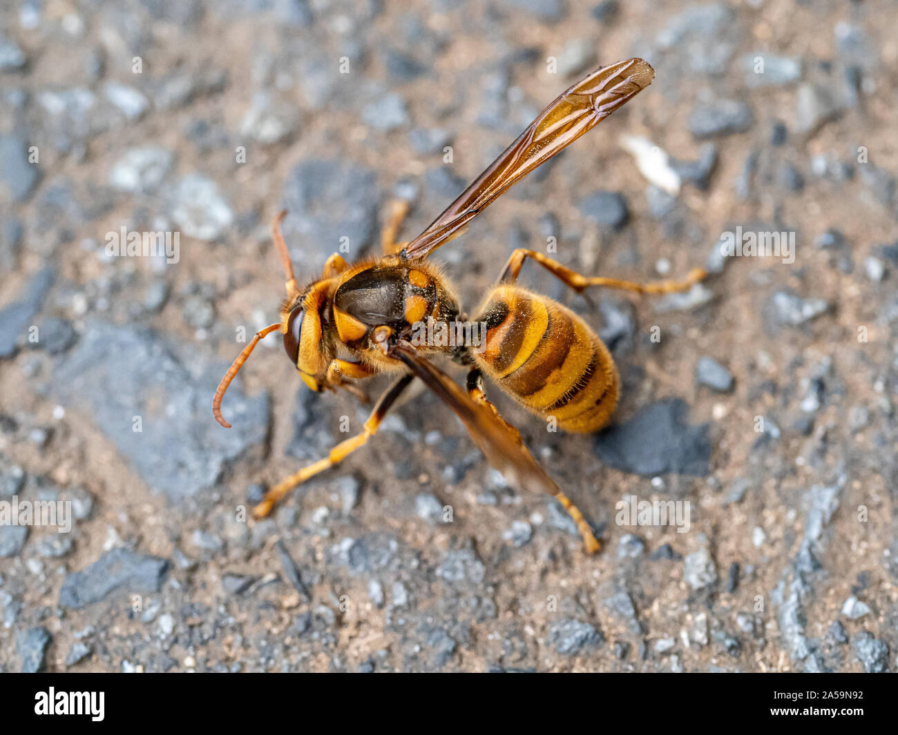 A Japanese yellow hornet, Vespa simillima xanthoptera, rests beside a ...