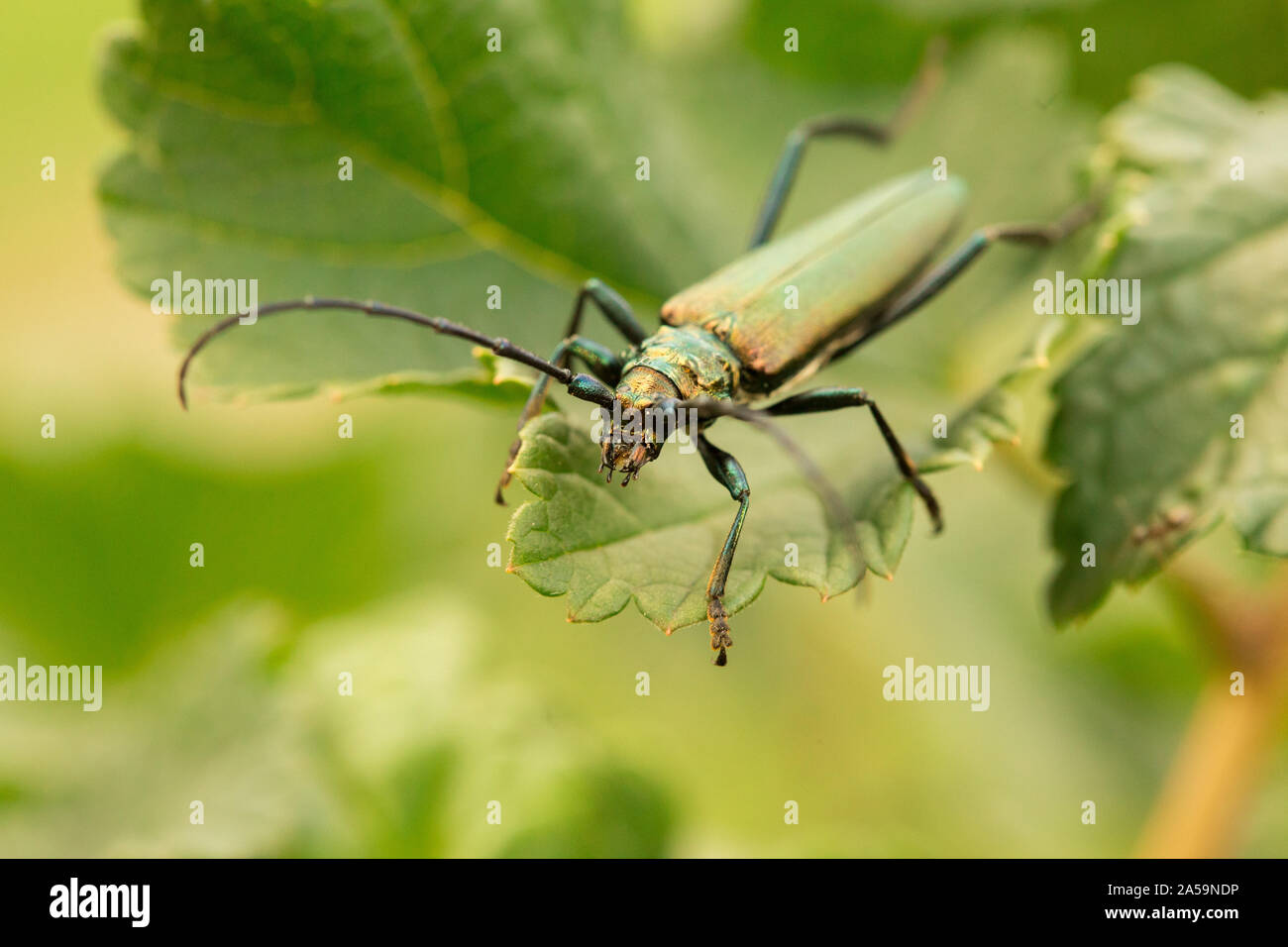 Aromia moschata longhorn beetle posing on green leaves, big musk beetle ...