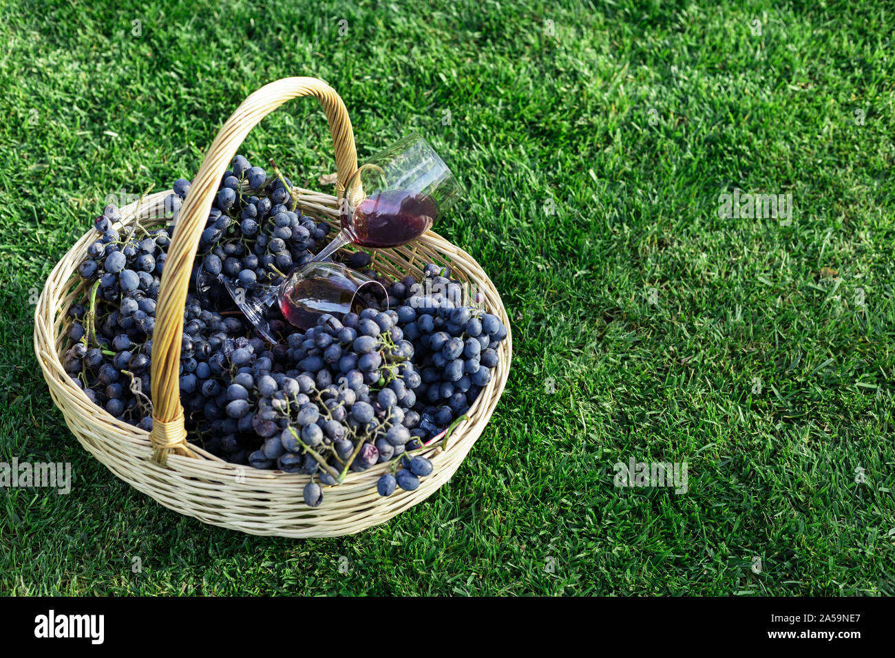 Two glasses of red wine in basket of fresh grapes harvest on lawn ...