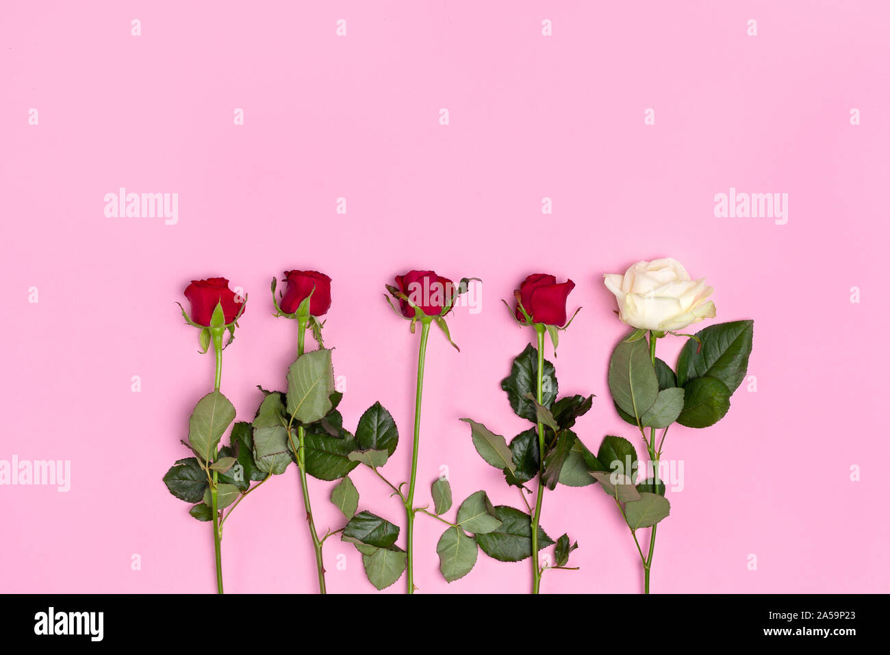 Top down view bouquet roses hi-res stock photography and images - Alamy