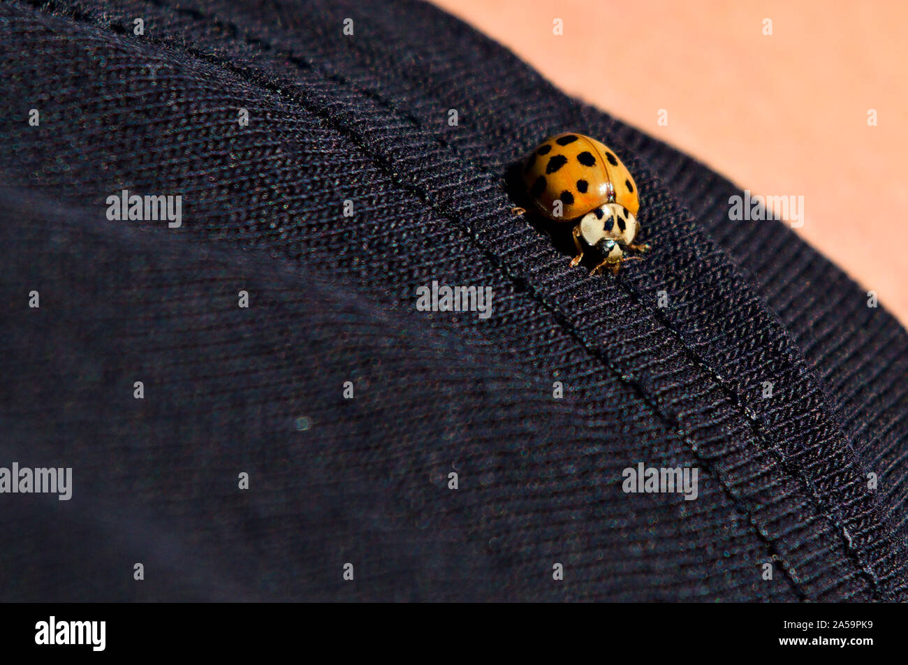 The little ladybug hi-res stock photography and images - Alamy