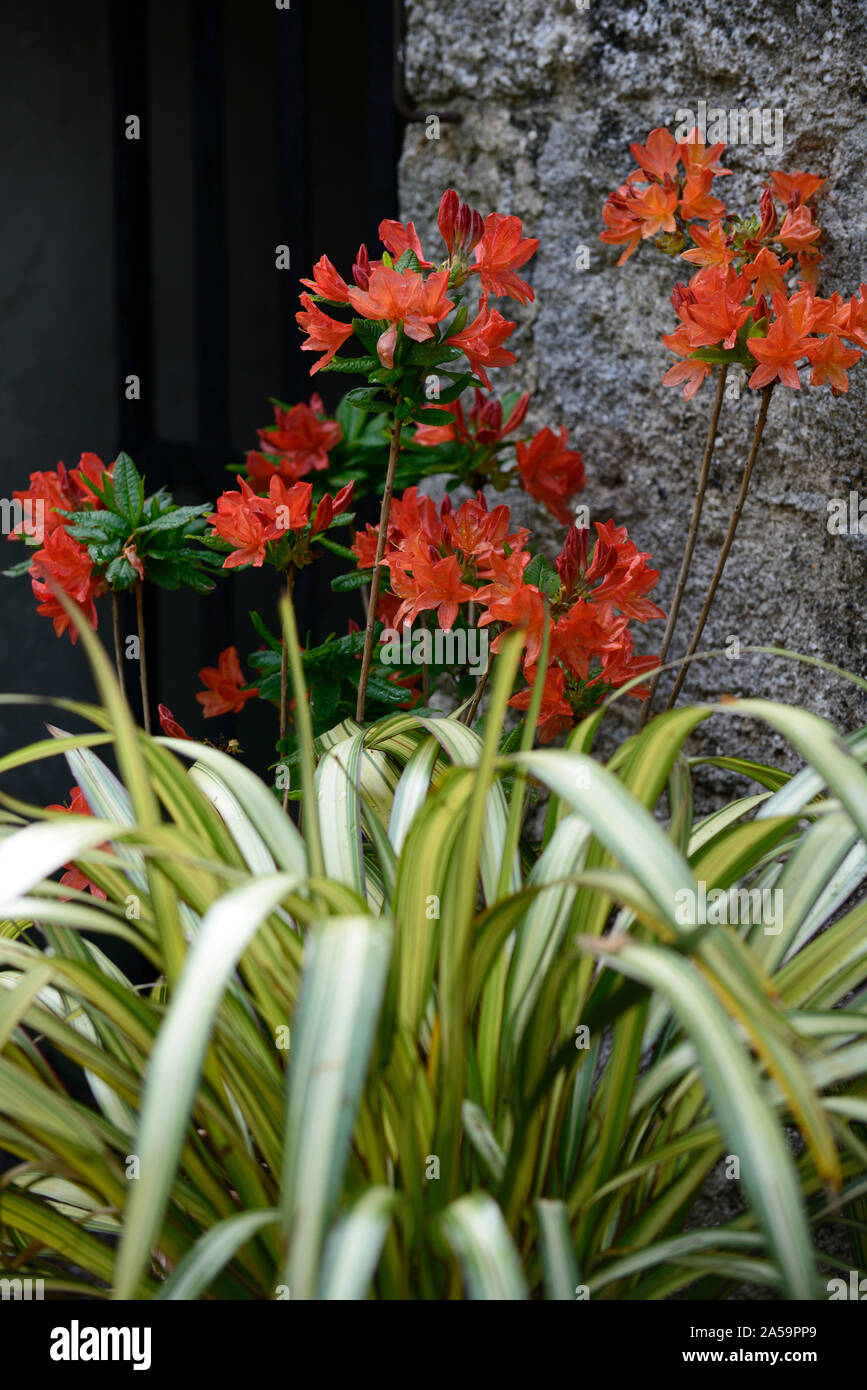 orange azalea,phormium,variegated,mix,mixed,plant combination,RM Floral ...