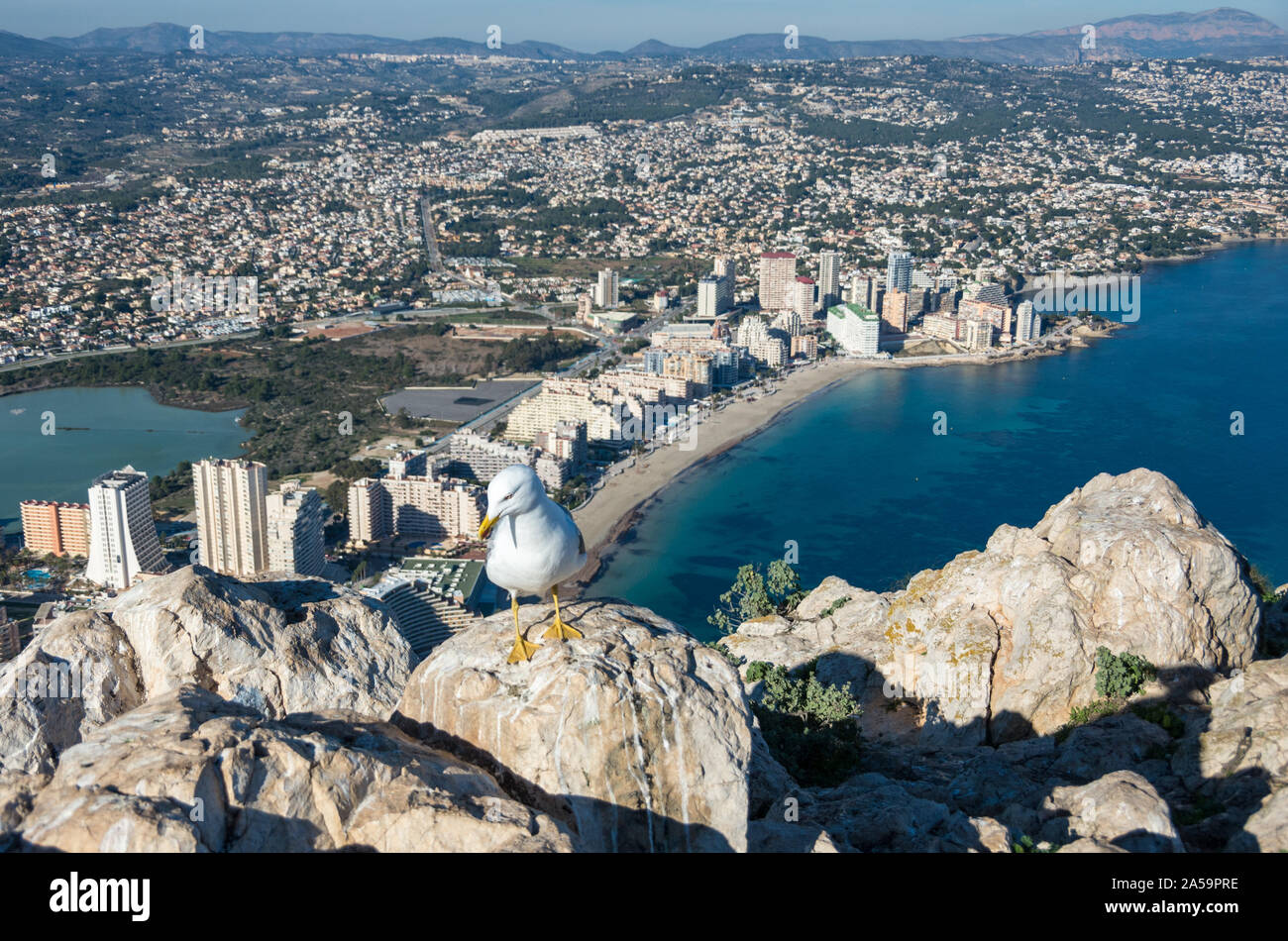 Calp bird hi-res stock photography and images - Alamy