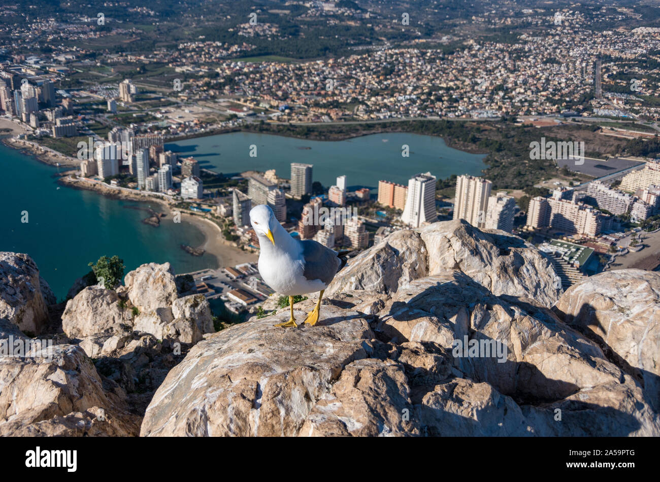 Calp bird hi-res stock photography and images - Alamy