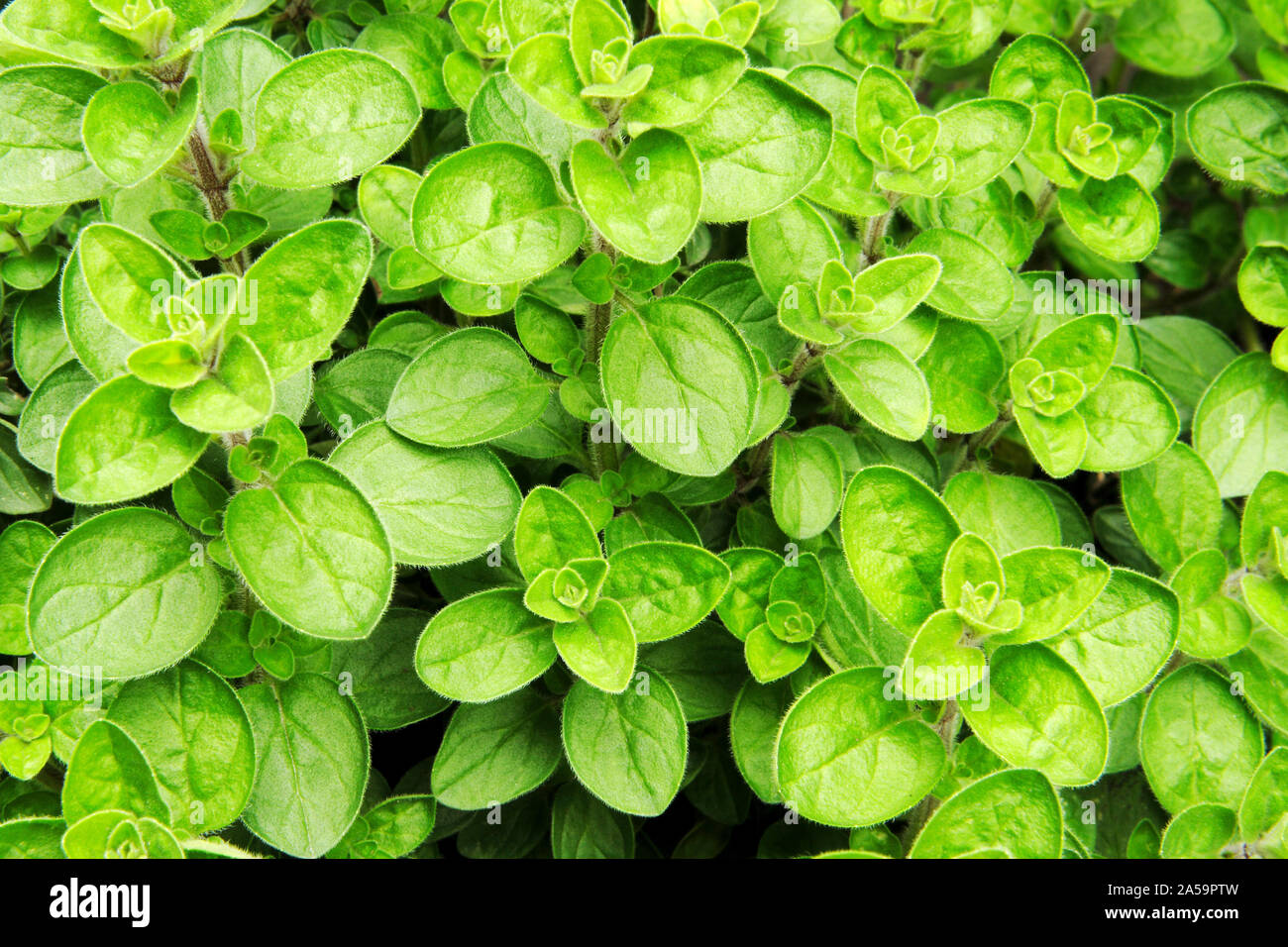 Origanum field hi-res stock photography and images - Alamy