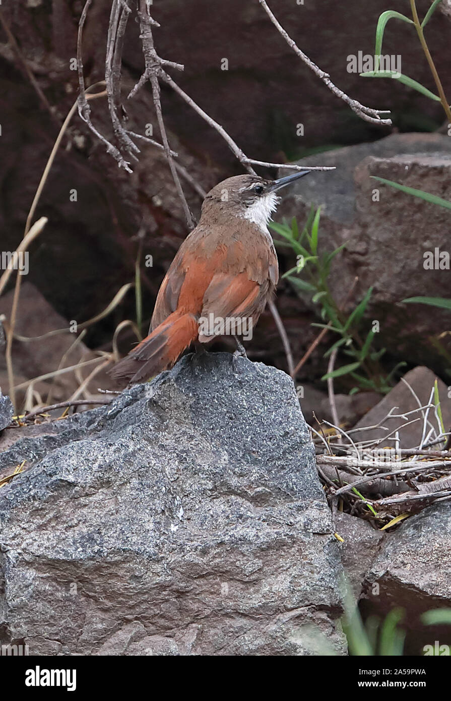 Crag Earthcreeper (Ochetorhynchus melanurus melanurus) adult standing ...