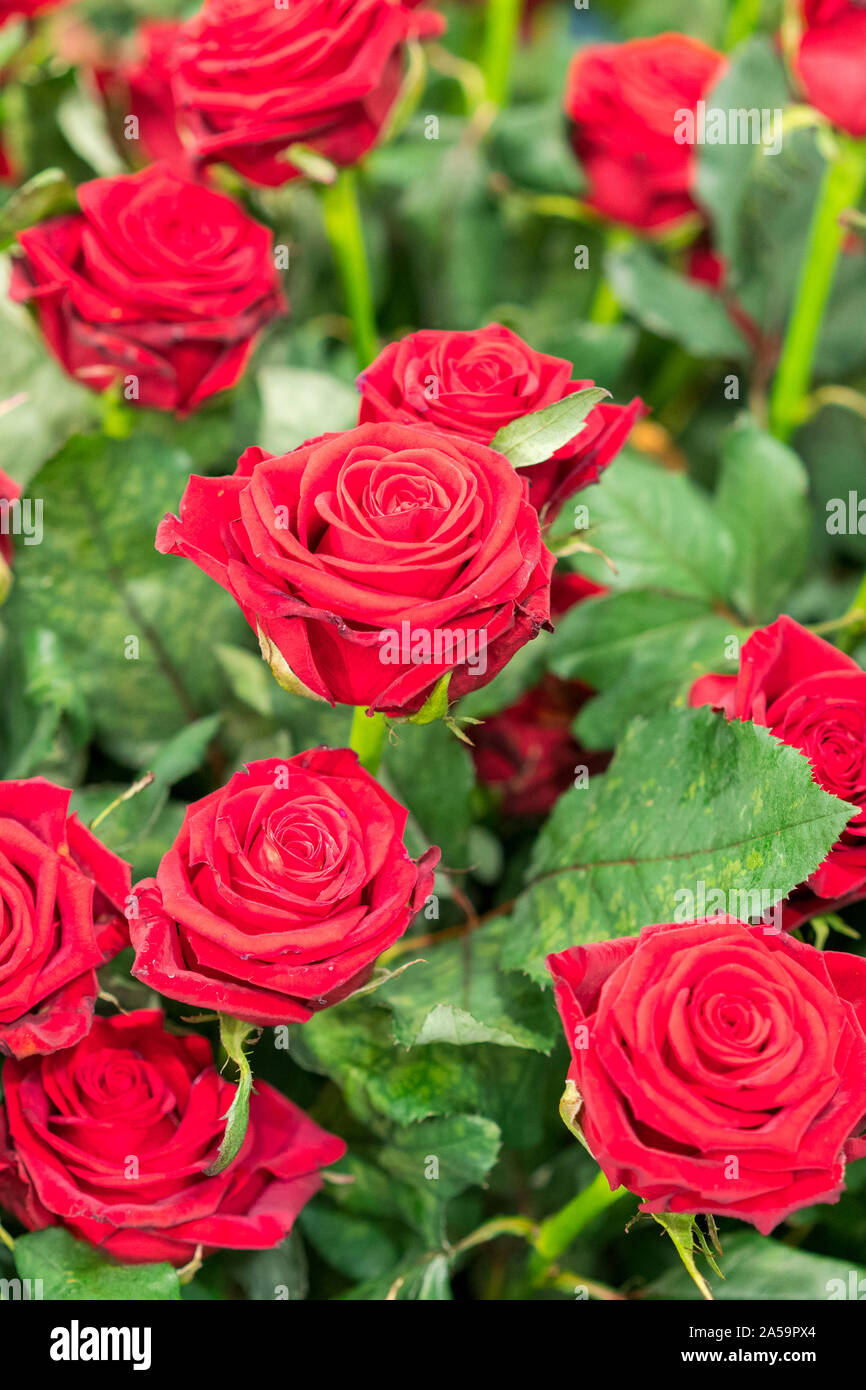 Fresh, natural red roses with green leaves. background. vertical photo ...