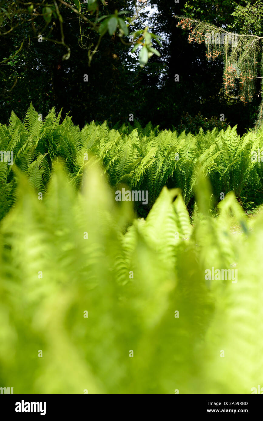 Matteuccia struthiopteris,Shuttlecock,ostrich fern,ferns,lime green ...