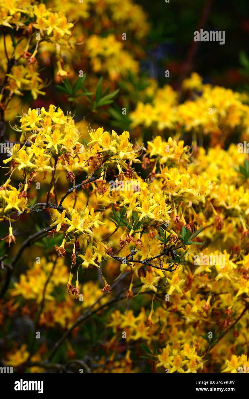 Rhododendron luteum,yellow azalea,honeysuckle azalea,wood,woodland,tree ...