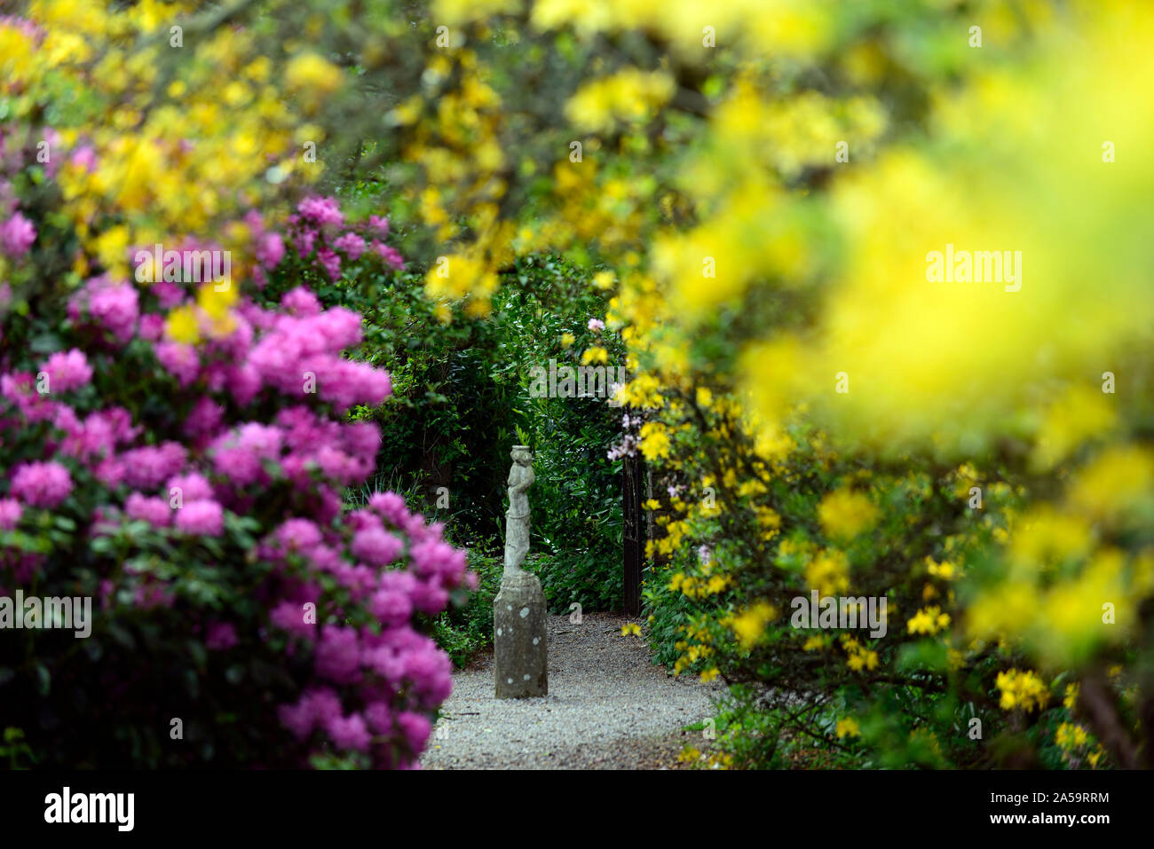 Rhododendron luteum,yellow azalea,honeysuckle azalea,purple ...