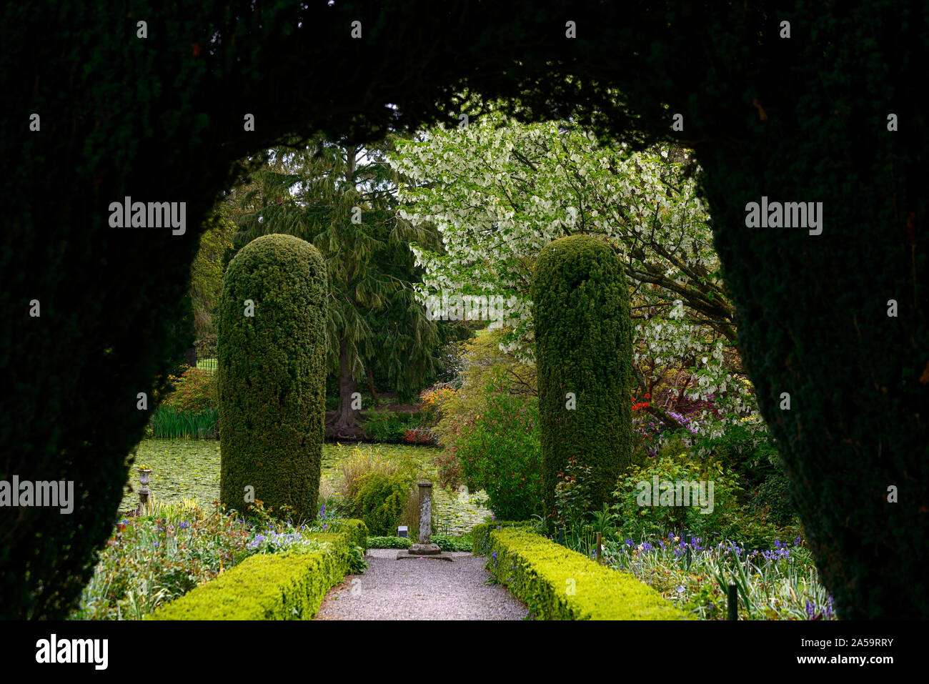 Davidia involucrata,Dove-tree,Handkerchief Tree,white,flower,flowers ...