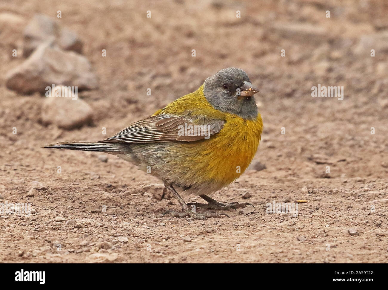 Gayi High Resolution Stock Photography and Images - Alamy