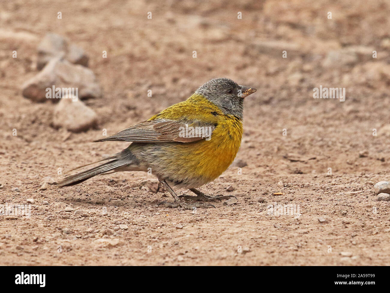 Grey-hooded Sierra-finch (Phrygilus gayi) adult male on bare ground El ...