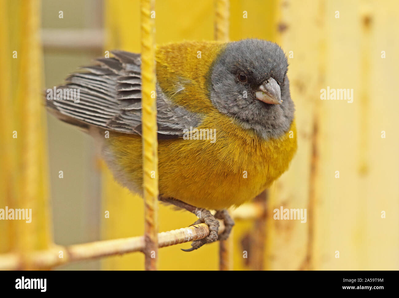 Grey hooded sierra finches hi-res stock photography and images - Alamy