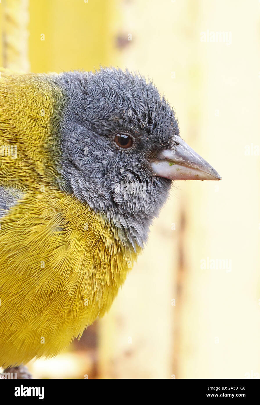 Grey hooded sierra finch phrygilus gayi hi-res stock photography and ...