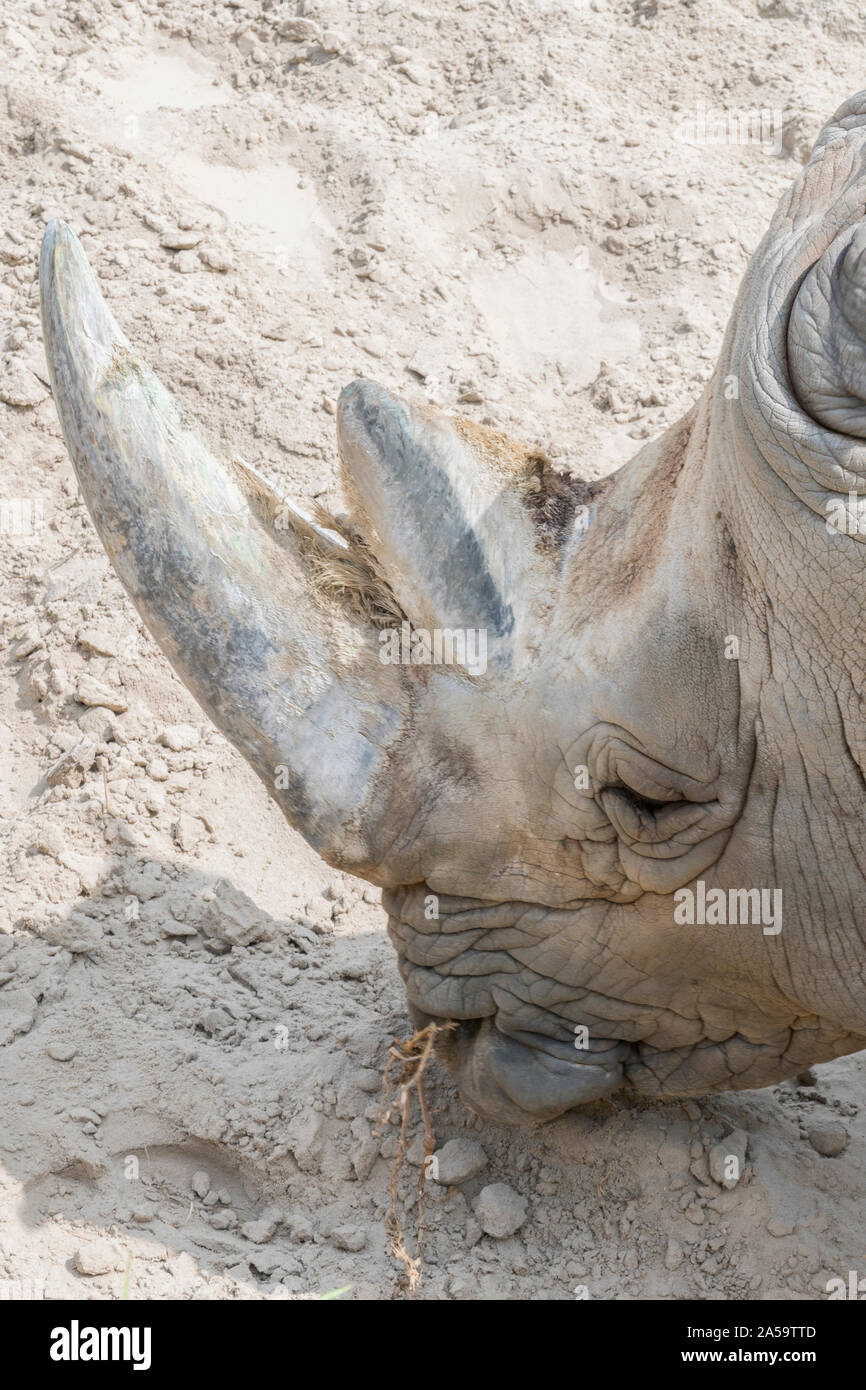 Close up portrait of rhino, profile. Rhino in the dust and clay walks ...