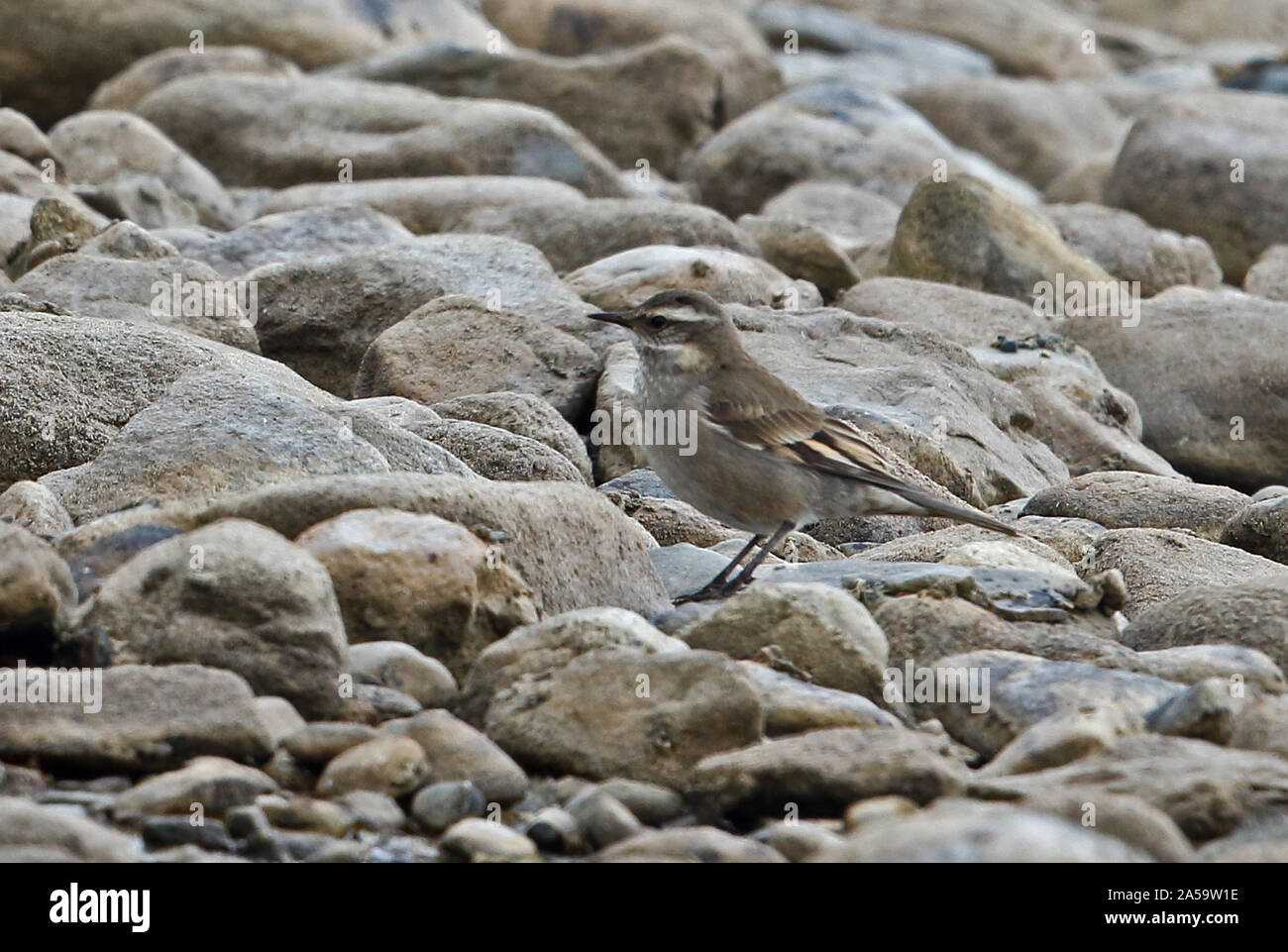 Dark-bellied Cinclodes (Cinclodes patagonicus patagonicus) adult on ...