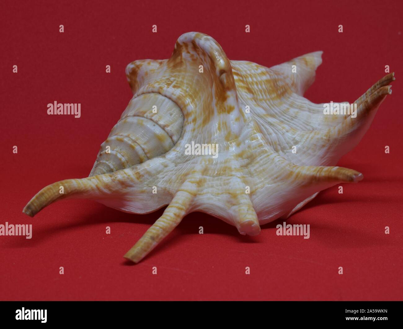 Sea shell front view on red background Stock Photo - Alamy