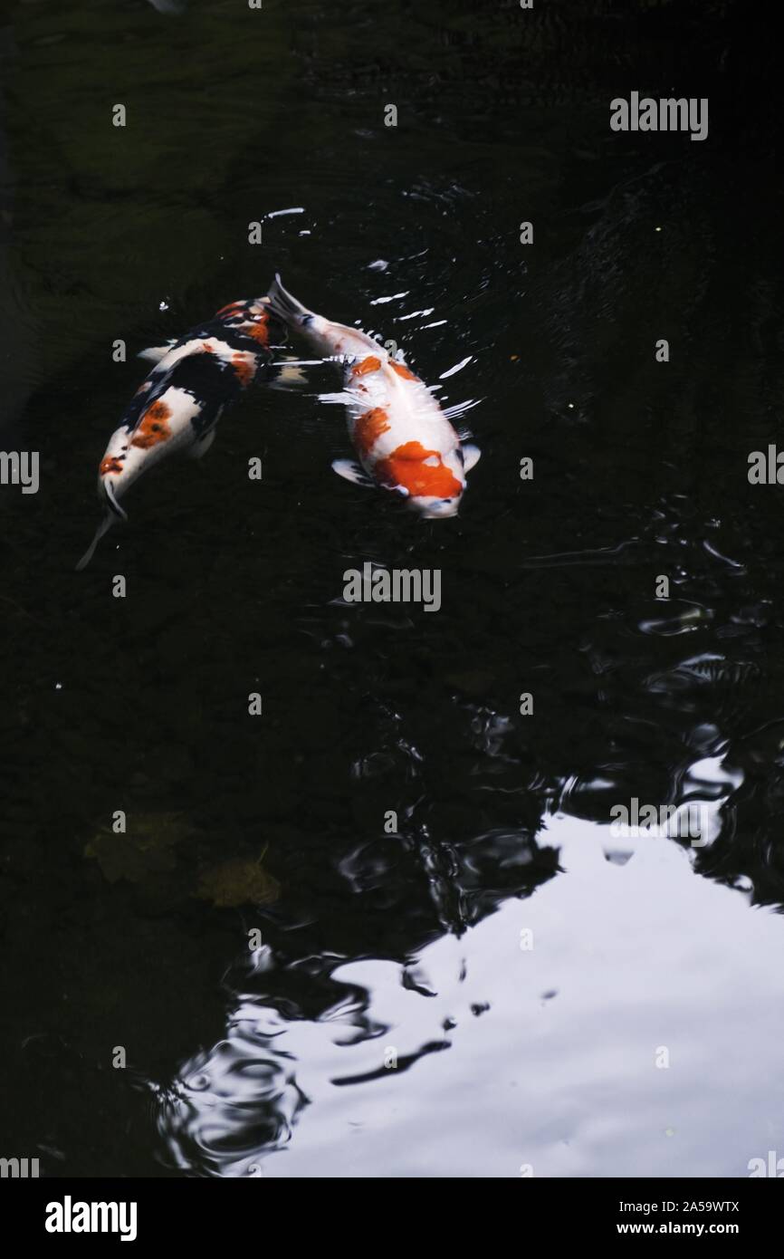 Vertical shot of a two koi fish swimming in the water Stock Photo - Alamy