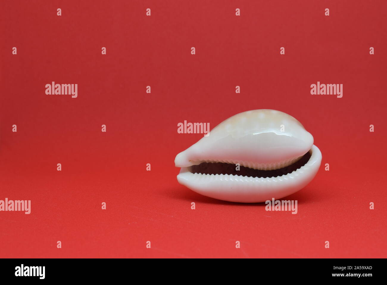 Multicolored seashells hi-res stock photography and images - Alamy