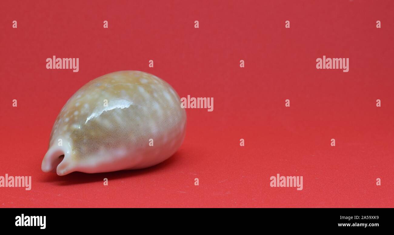 Small seashells with a sheer face view on red background Stock Photo ...