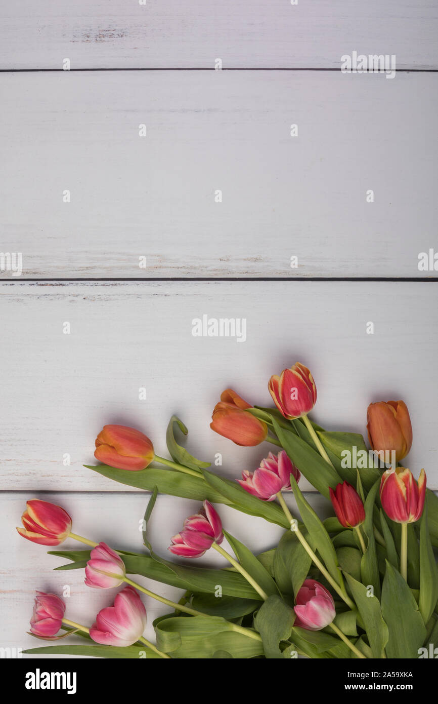 Tulips lying down flat lay perspective seen from above. The pink, red ...
