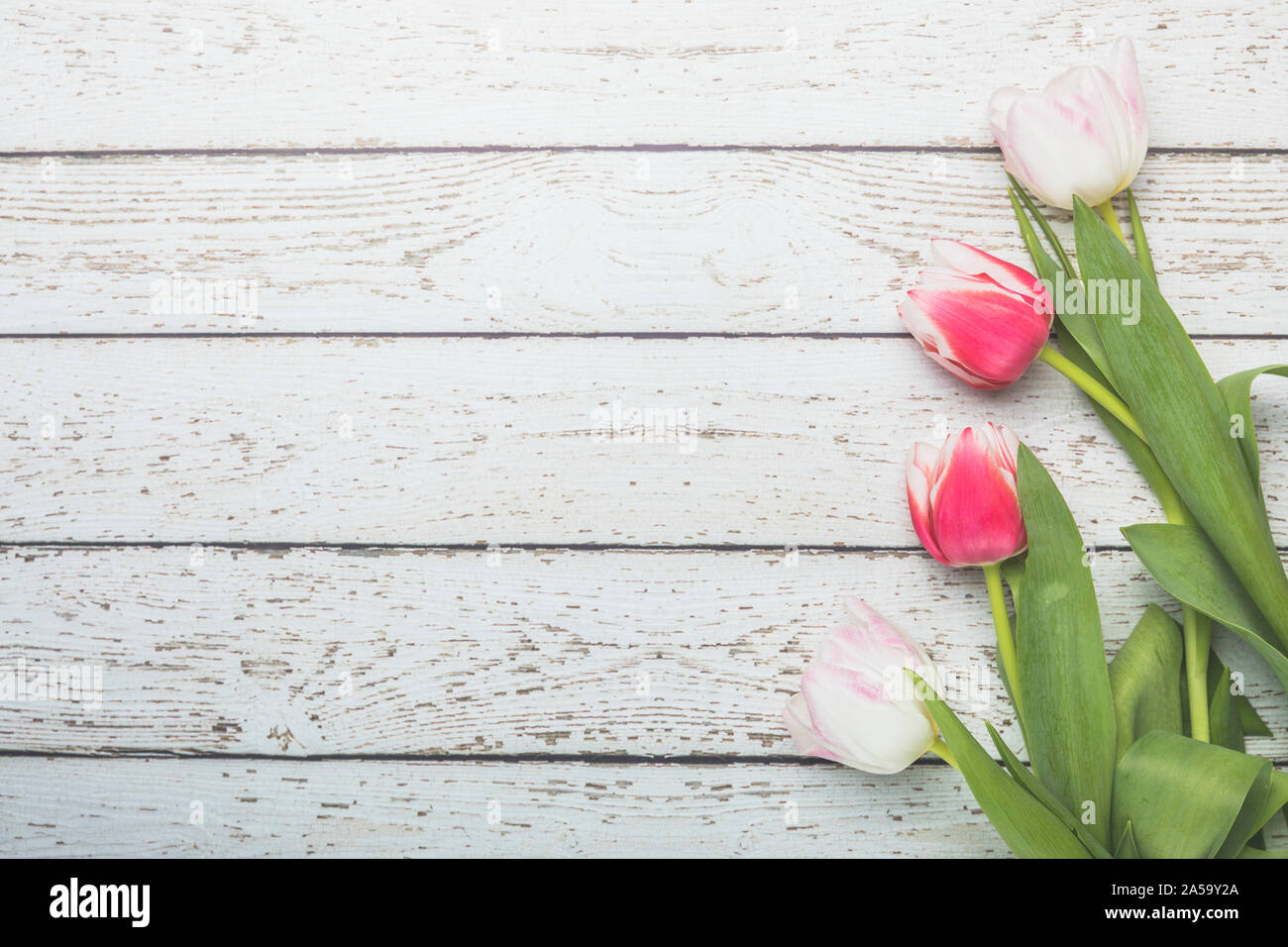 Tulips lying down flat lay perspective seen from above. The pink and ...