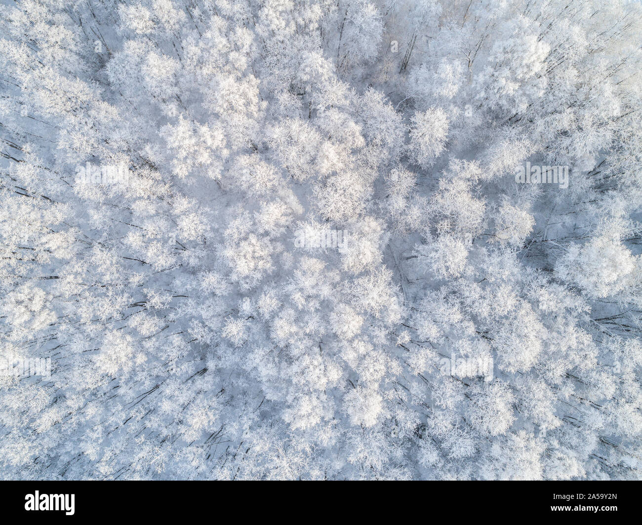 Tree well snow hi-res stock photography and images - Alamy