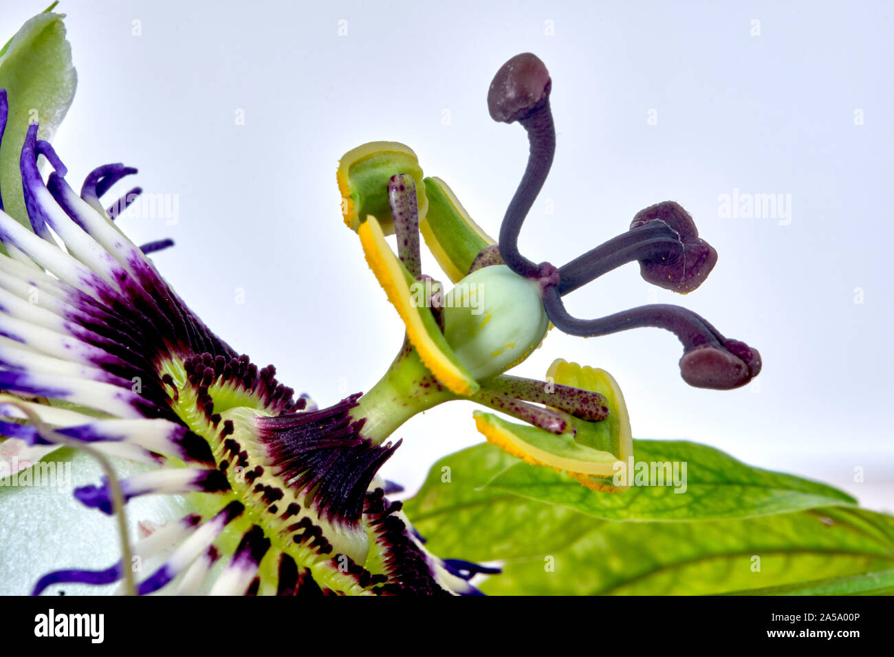 Close up photography of Passiflora Caerulea flower stamen, stigma and ...