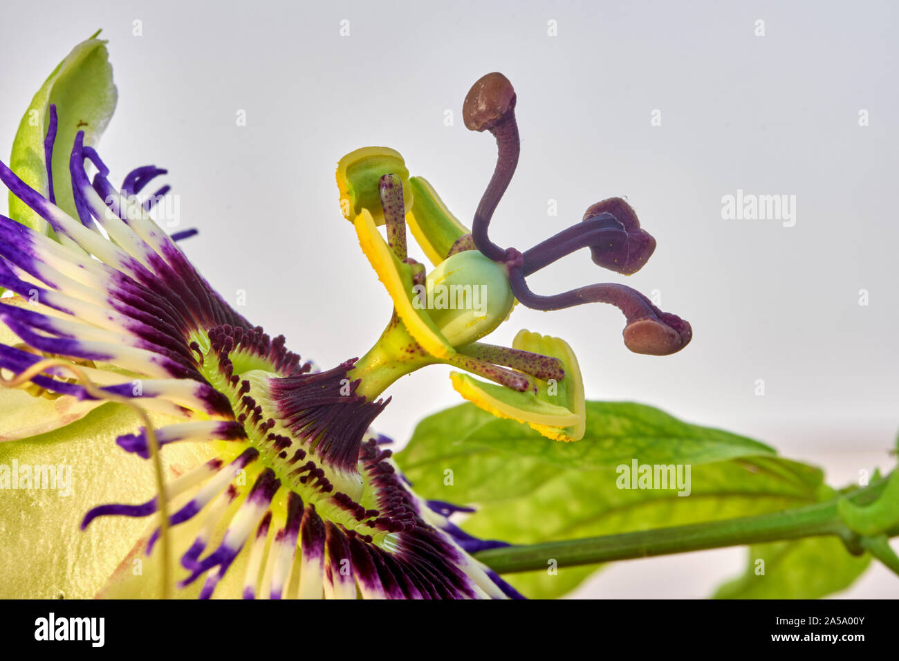 Close up photography of Passiflora Caerulea flower stamen, stigma and ...