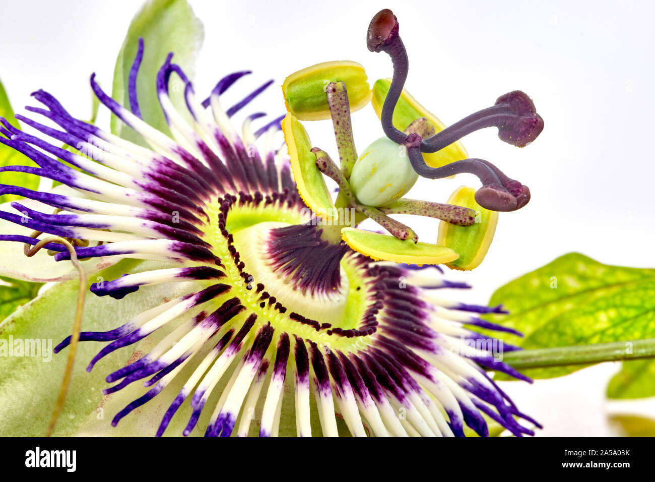 Close up photography of Passiflora Caerulea flower stamen, stigma and ...