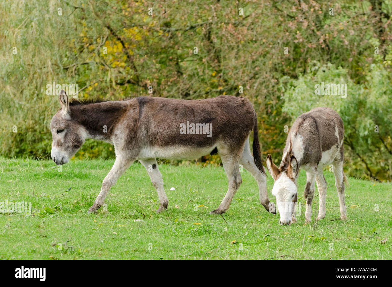 Donkeys equus asinus asinus hi-res stock photography and images - Alamy