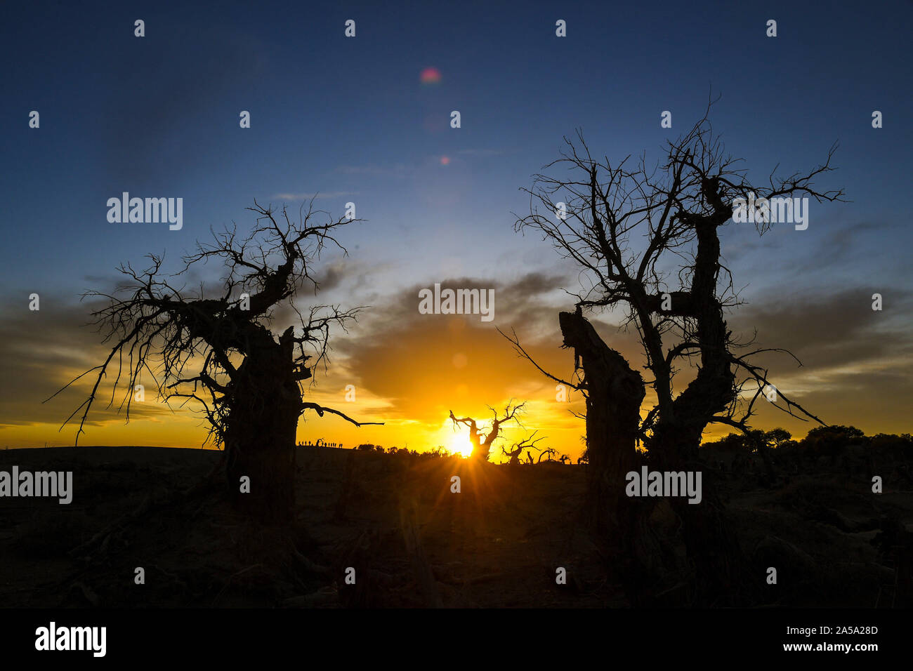 Alxa. 18th Oct, 2019. Photo taken on Oct. 18, 2019 shows trees of ...