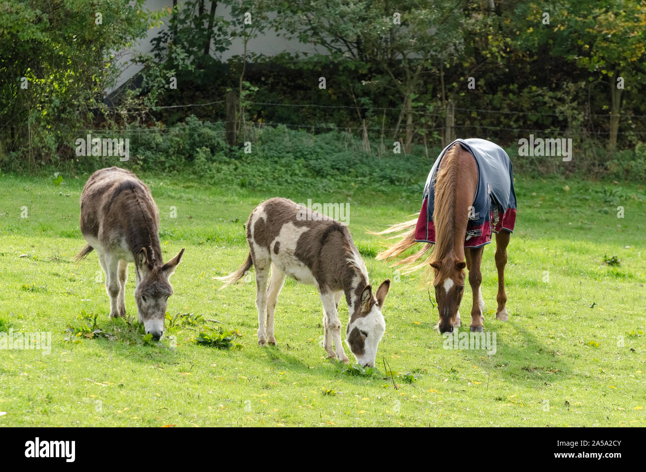 Equus africanus asinus hi-res stock photography and images - Alamy