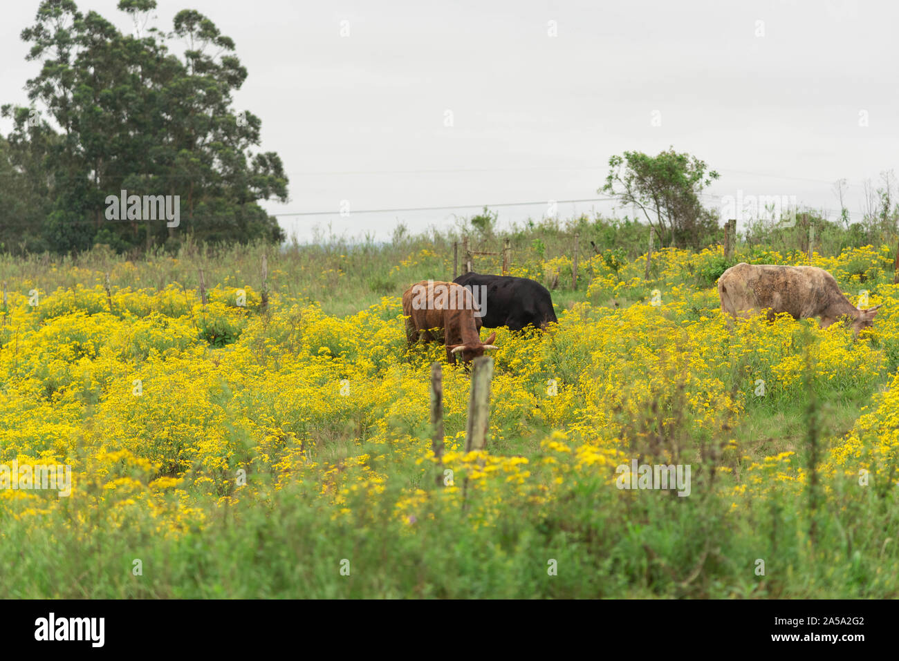 Extensive livestock farm in southern Brazil. Countryside at winter dawn ...