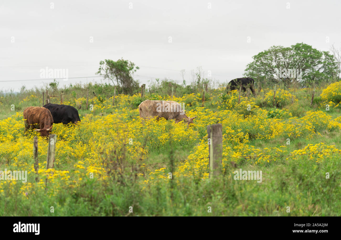 Extensive livestock farm in southern Brazil. Countryside at winter dawn ...