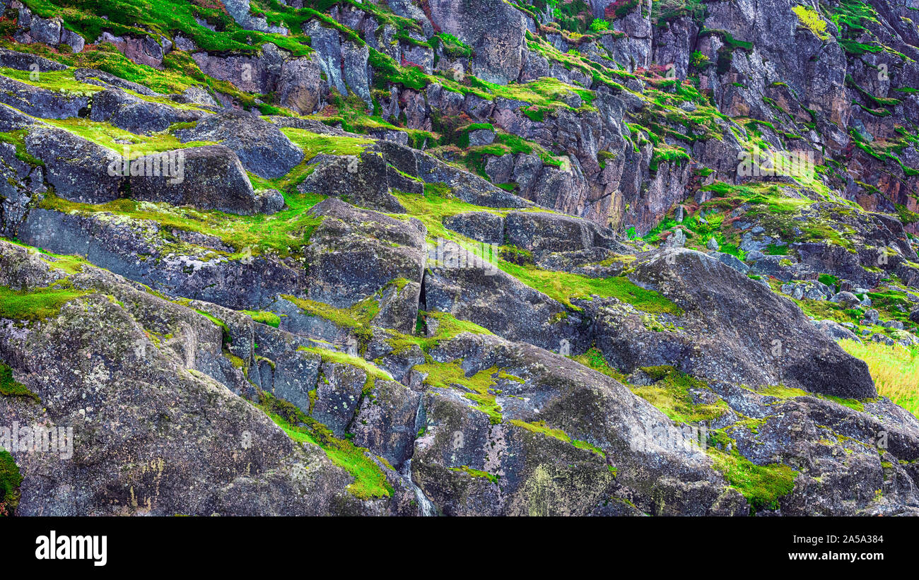 Moss texture background hi-res stock photography and images - Alamy