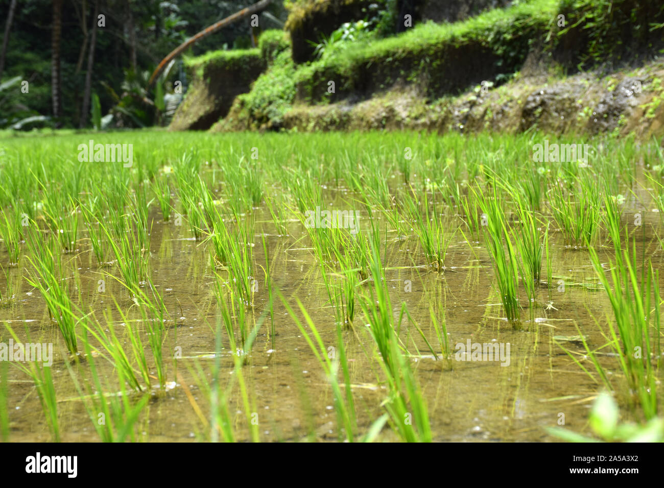 Close-up of freshly planted rice plants on a rice terrace near Ubud ...