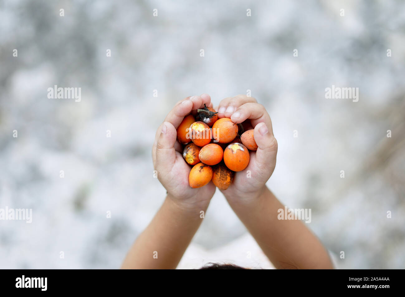 Asian bulletwood hi-res stock photography and images - Alamy