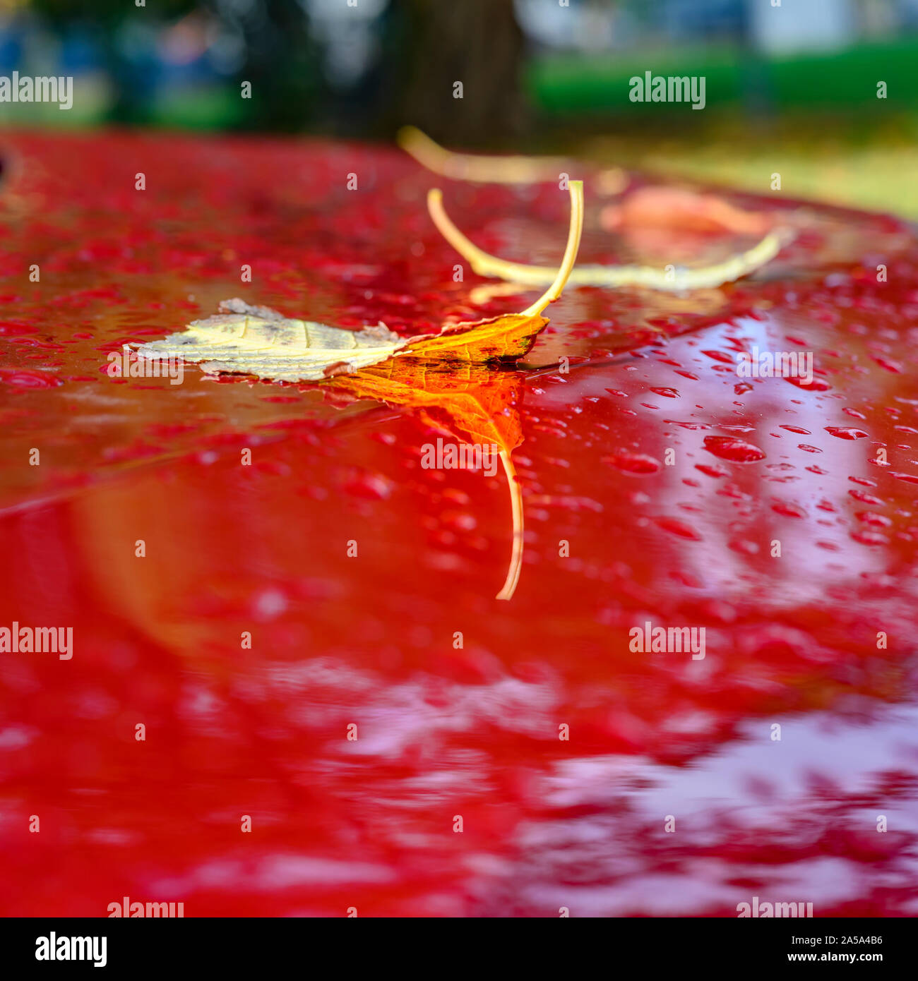Metallic red car hood with autumn leaves and raindrops Stock Photo - Alamy