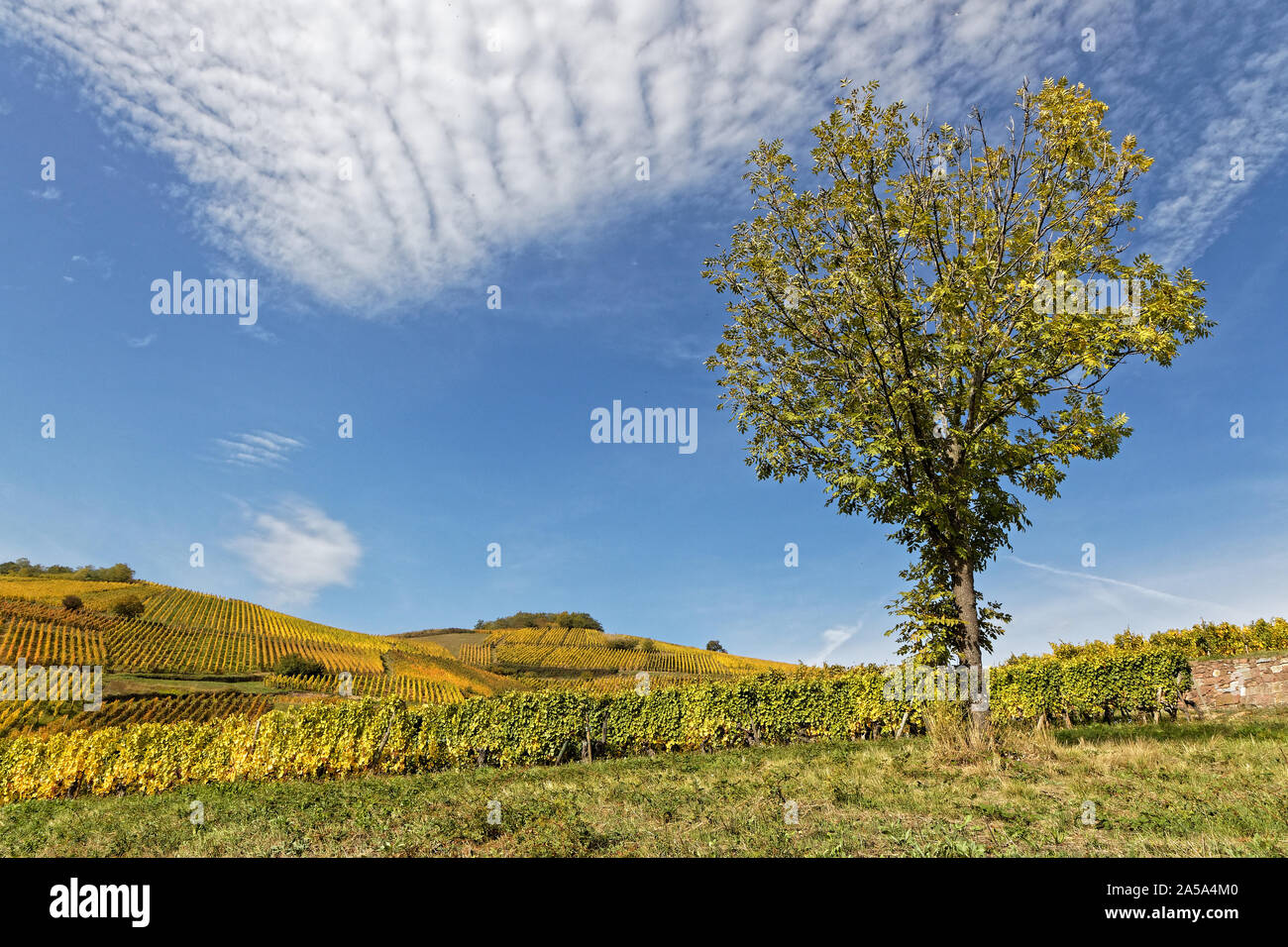 Autumn in the vineyards of alsace hi-res stock photography and images ...