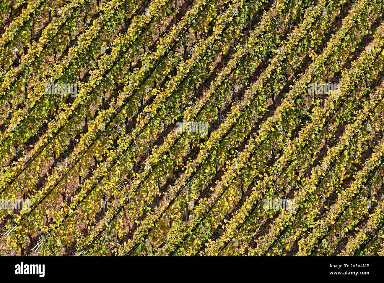 Lines of Routes of Vineyards from above Stock Photo - Alamy