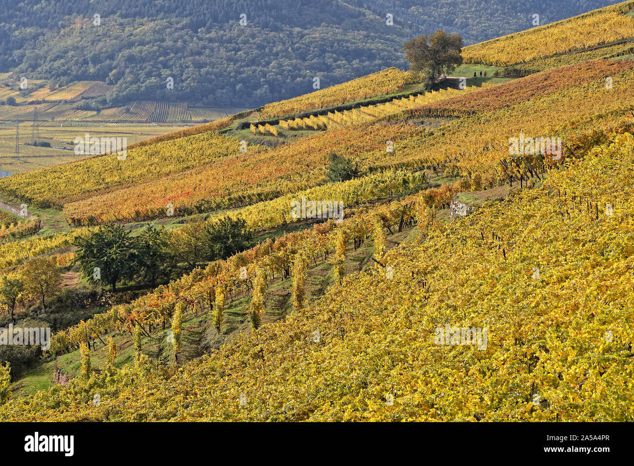 Landscape of Alsace vineyards near Turckheim Stock Photo - Alamy