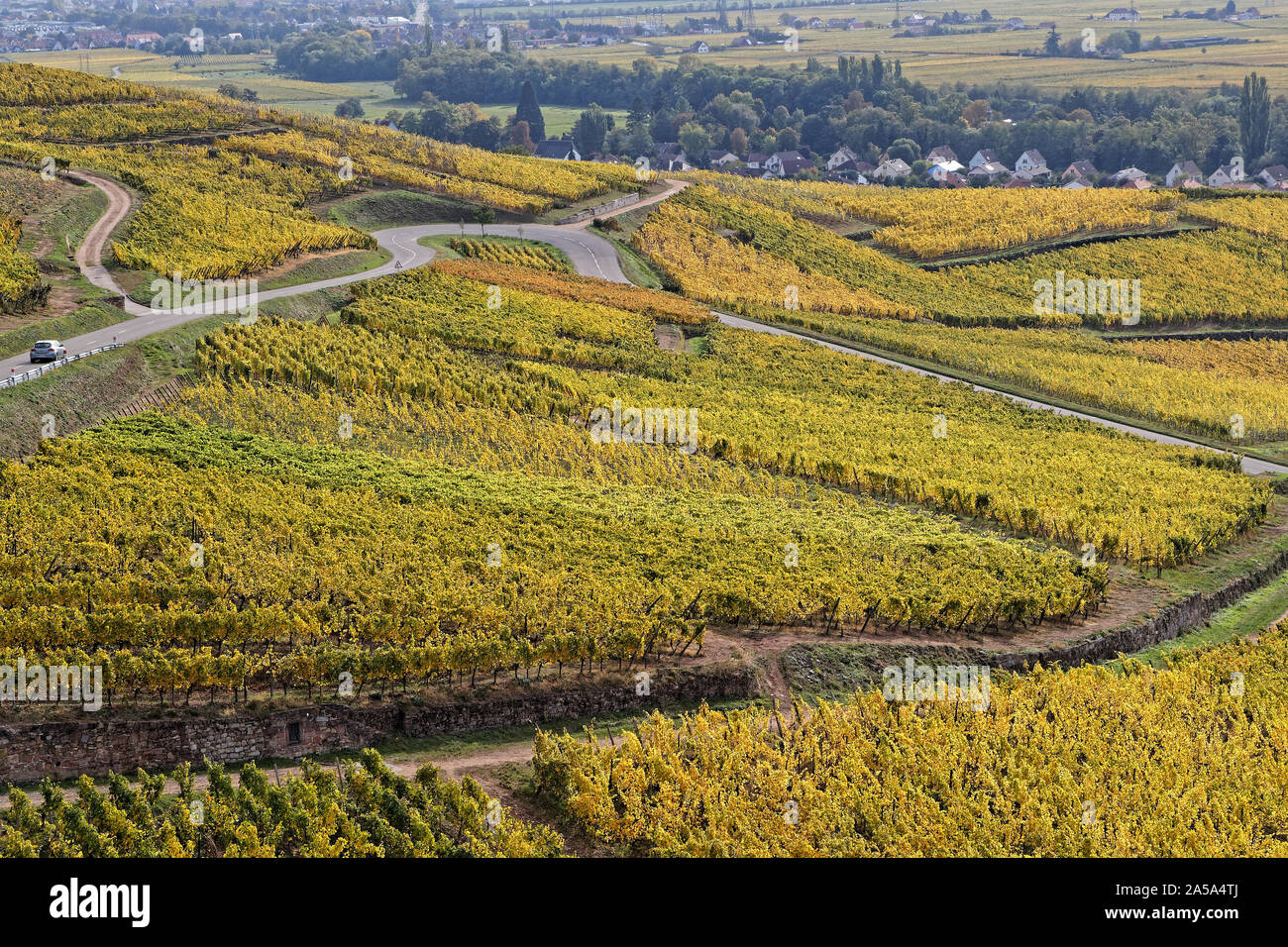 The Route des Vins (Wines Route) winds between vineyards of Alsace ...